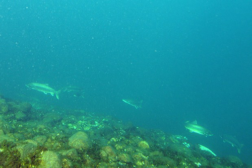 Great Lakes Fishery Commission - Fish Habitat
